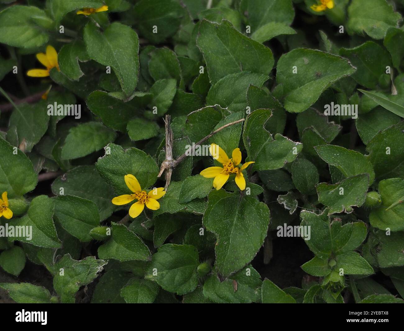 straggler daisy (Calyptocarpus vialis Stock Photo - Alamy
