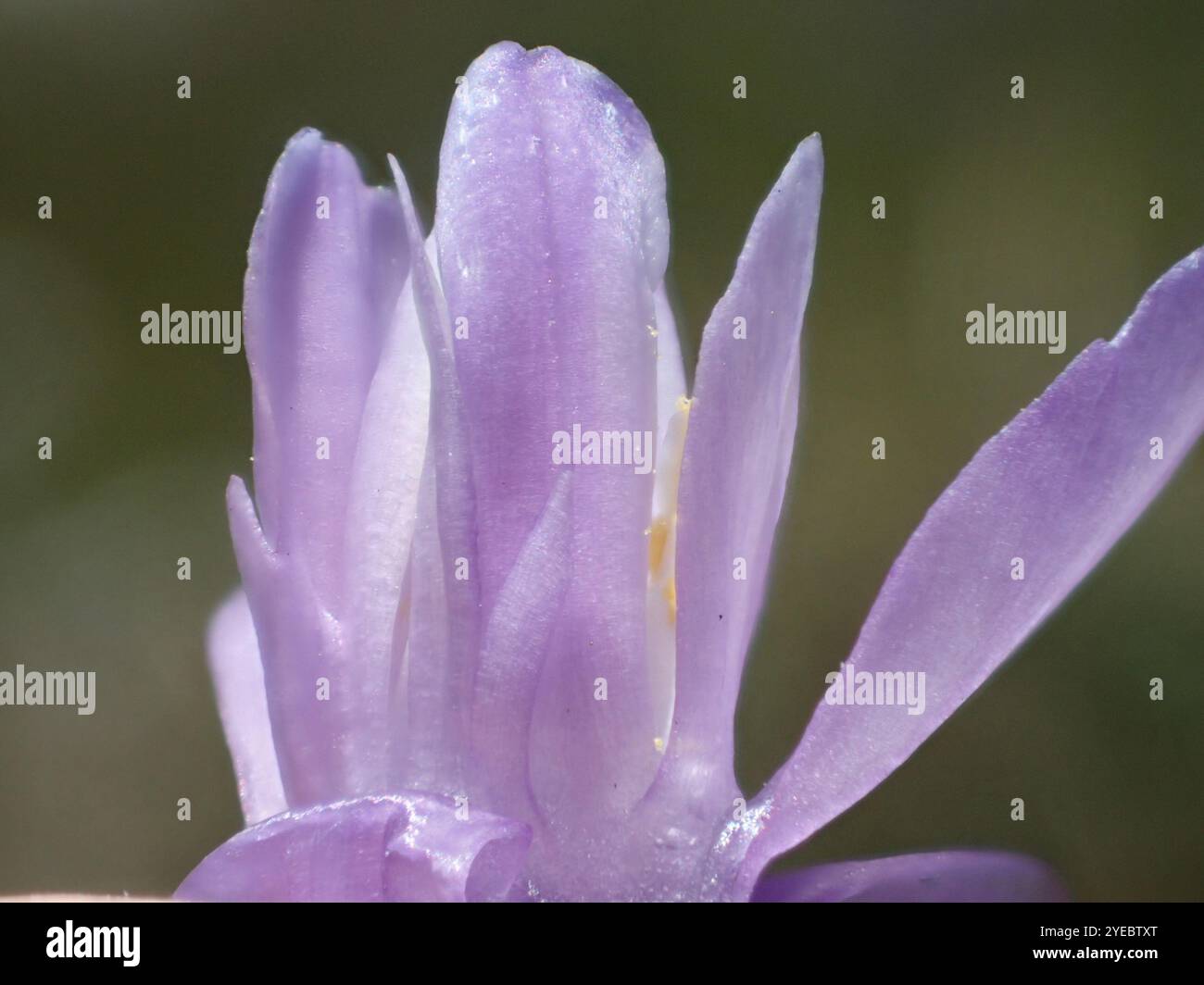 Dipterostemon hi-res stock photography and images - Alamy