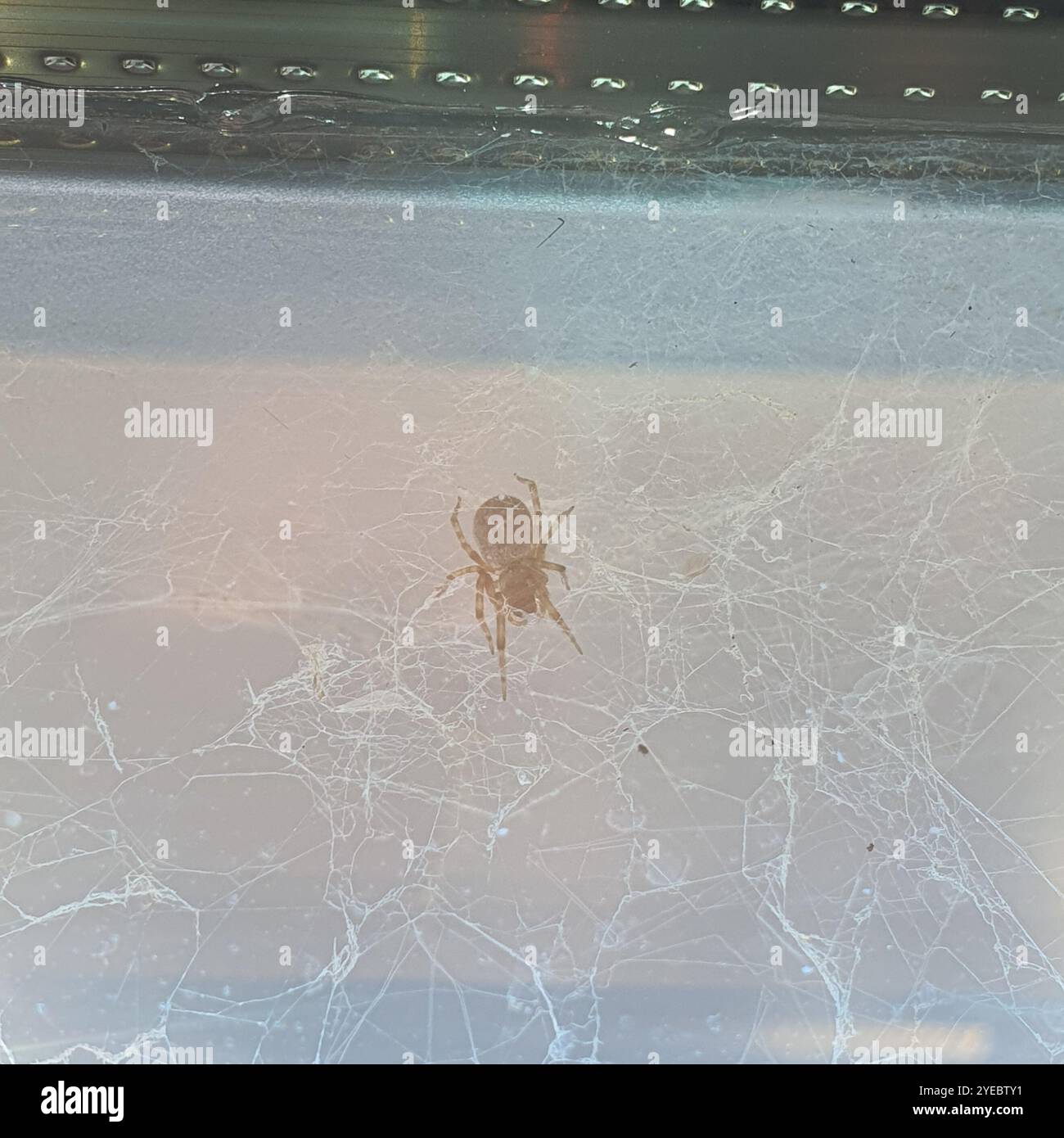 Grey House Spider (Badumna longinqua Stock Photo - Alamy