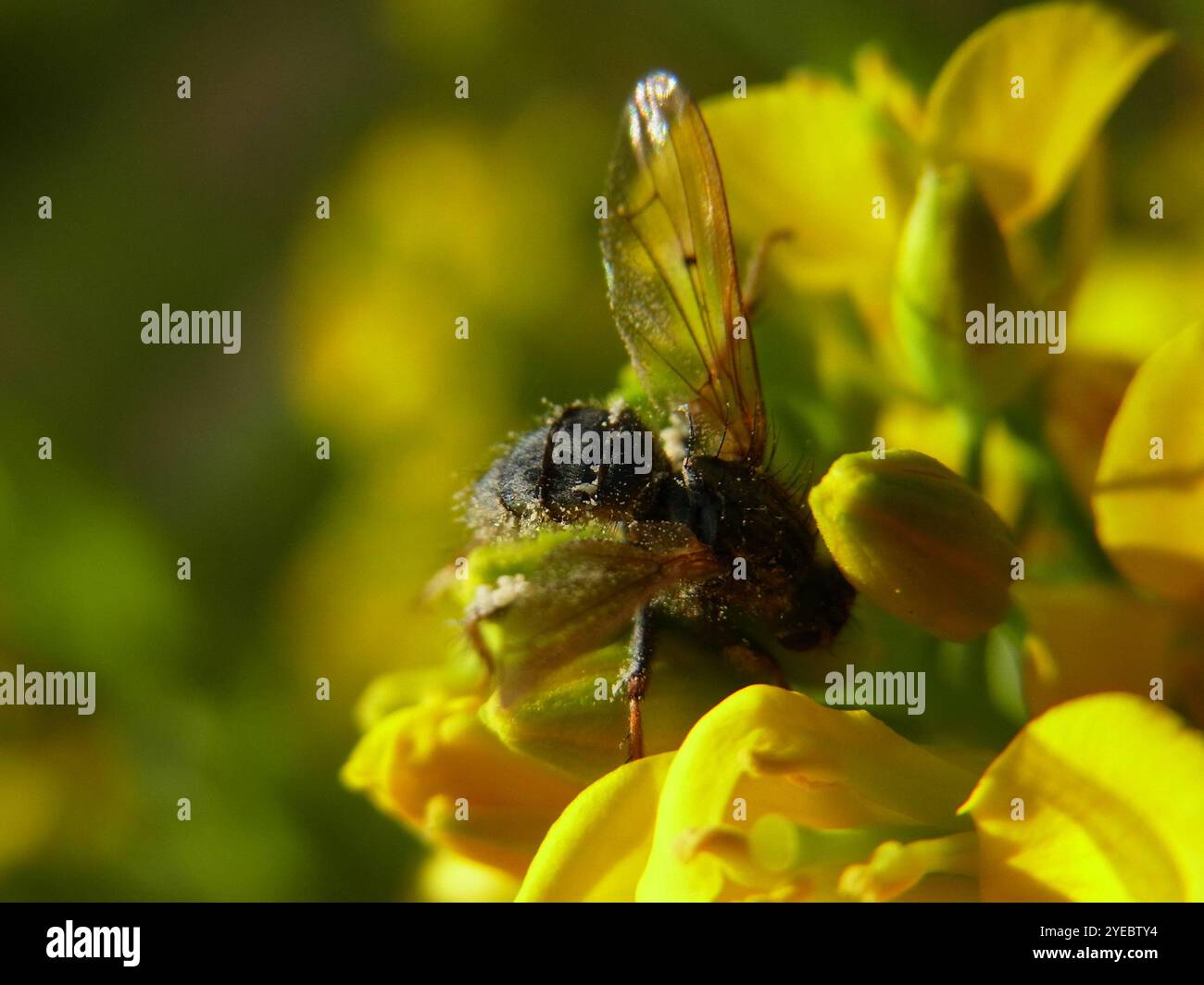 Entomophthorales hi-res stock photography and images - Alamy