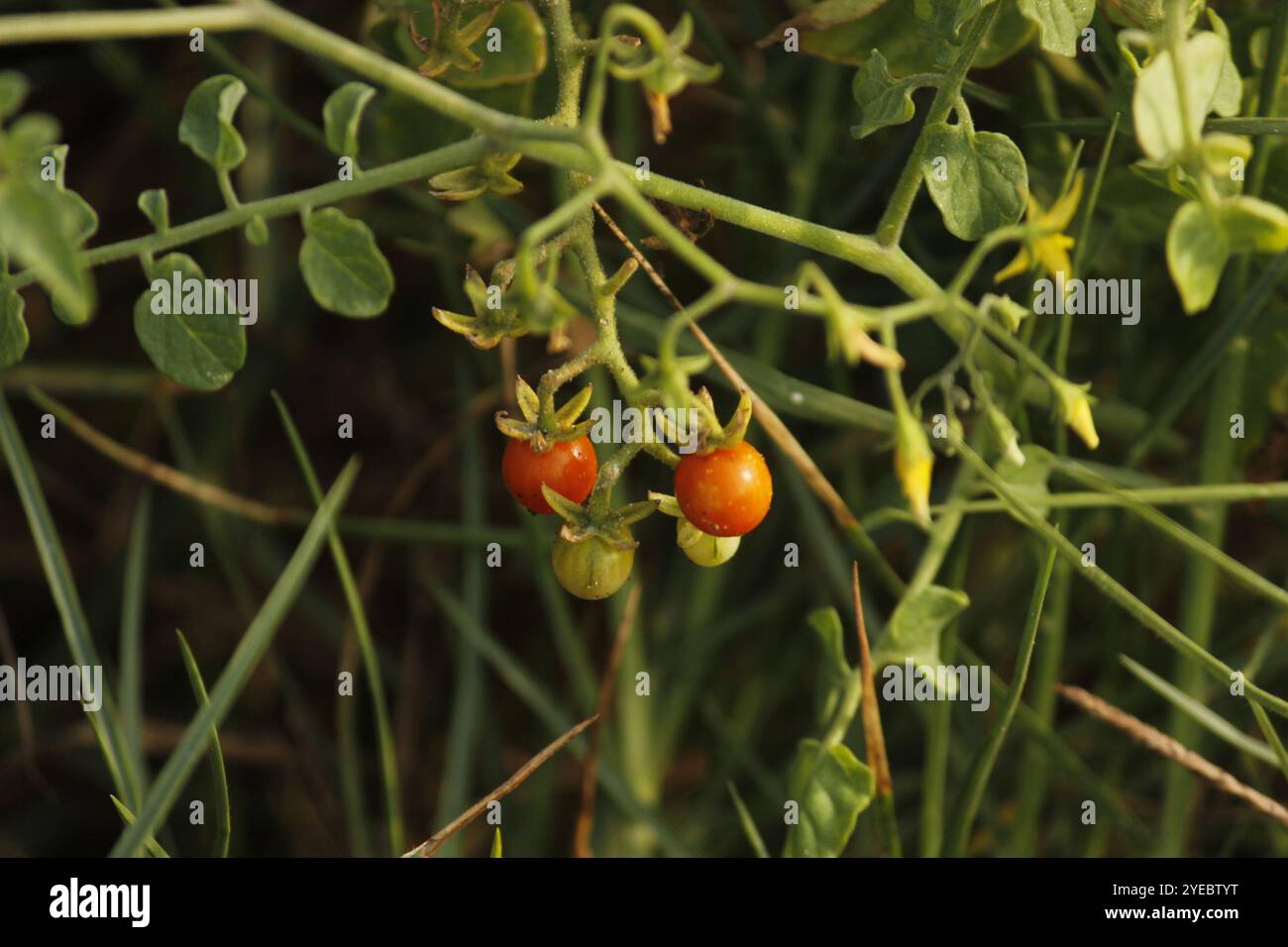 Currant tomato solanum pimpinellifolium hi-res stock photography and ...