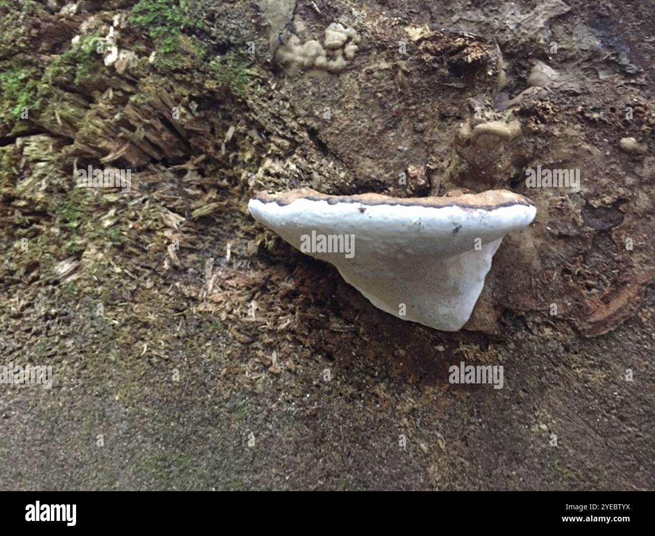 artist's bracket (Ganoderma applanatum Stock Photo - Alamy