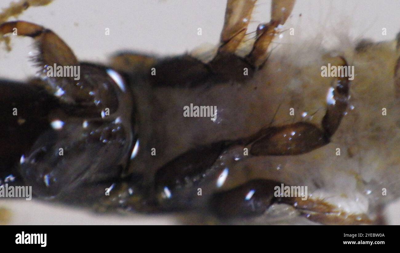 Hydropsyche hi-res stock photography and images - Alamy