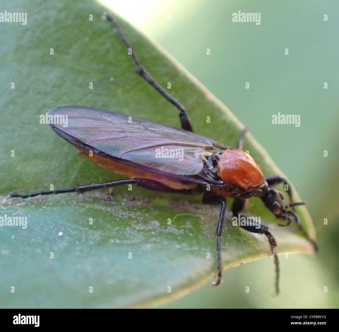Anglicus hi-res stock photography and images - Alamy