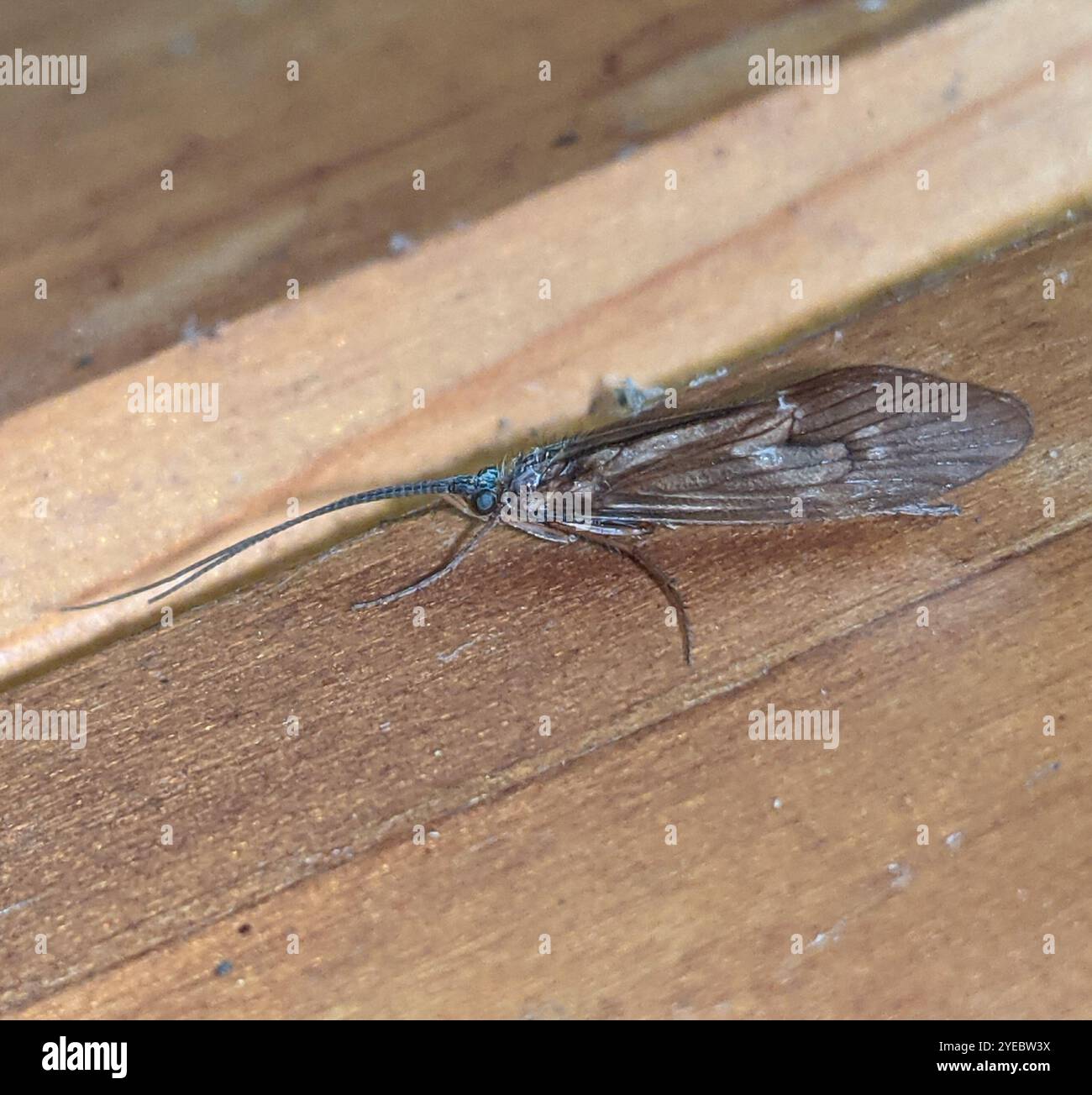 Northern Caddisflies (Limnephilidae Stock Photo - Alamy