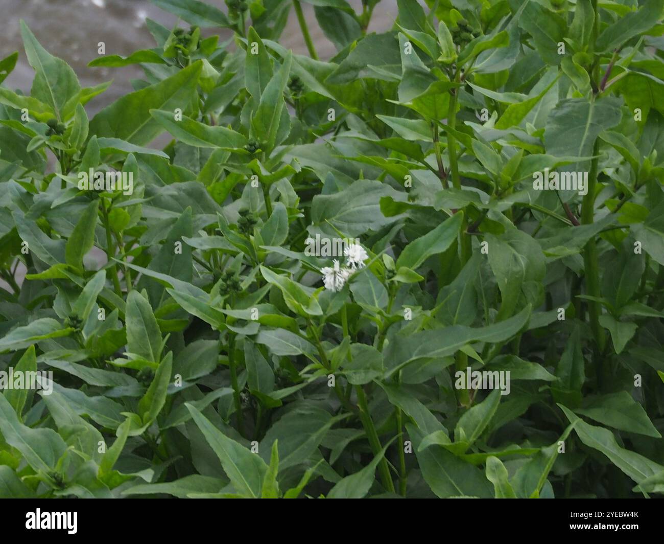 Senegal tea hi-res stock photography and images - Alamy