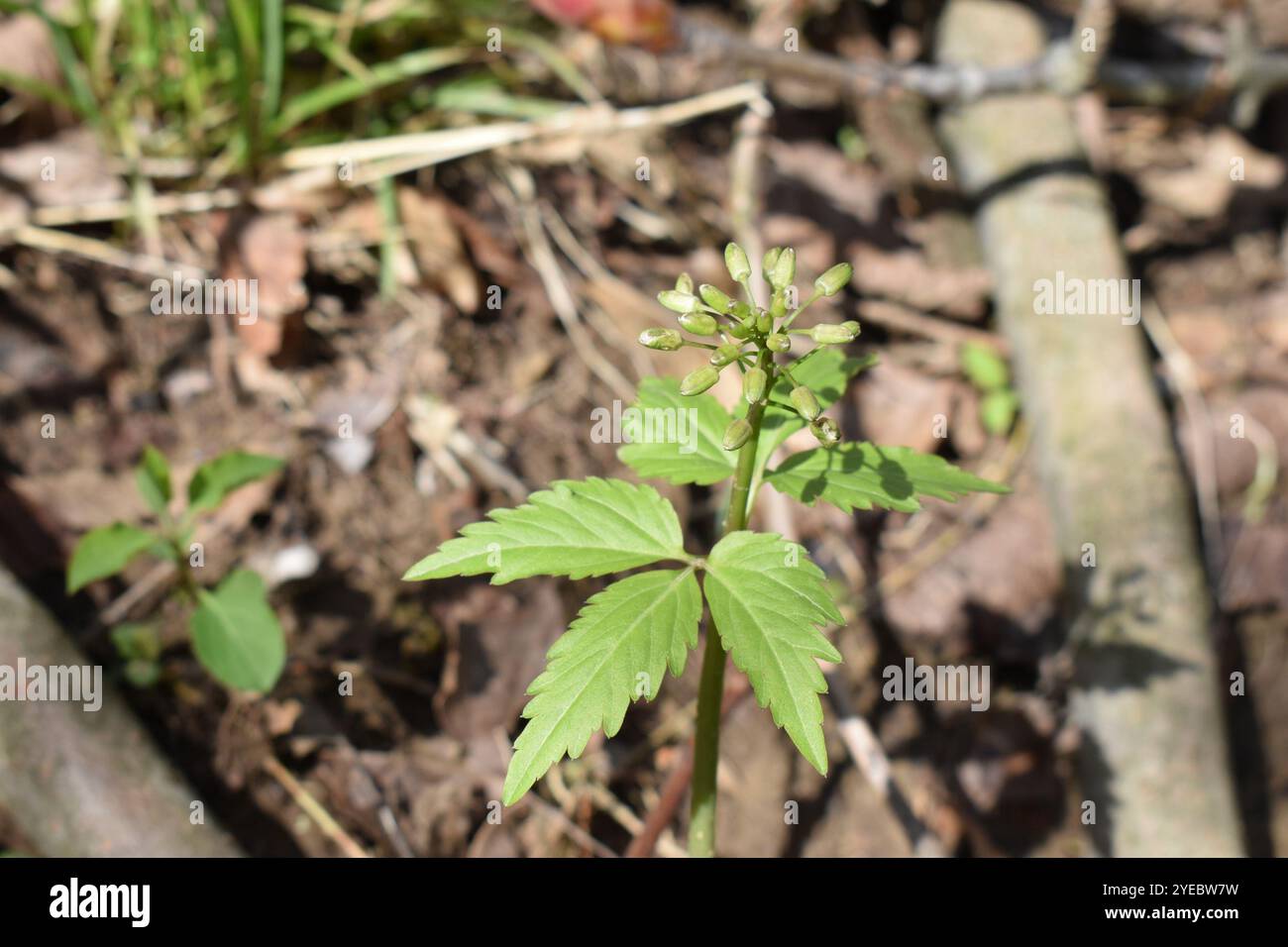 Two-leaved Toothwort (Cardamine diphylla Stock Photo - Alamy