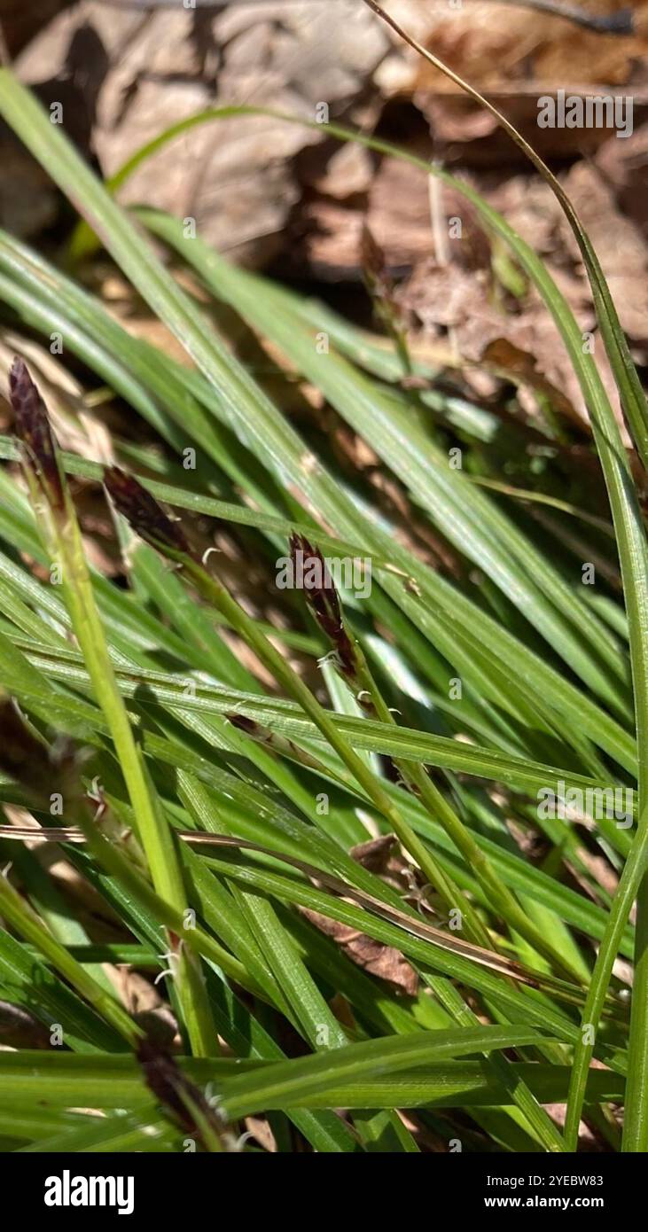 long-stalked sedge (Carex pedunculata Stock Photo - Alamy
