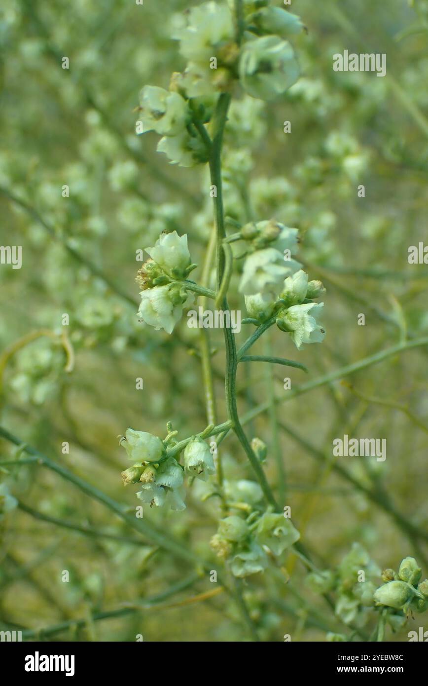 Ambrosia salsola hi-res stock photography and images - Alamy