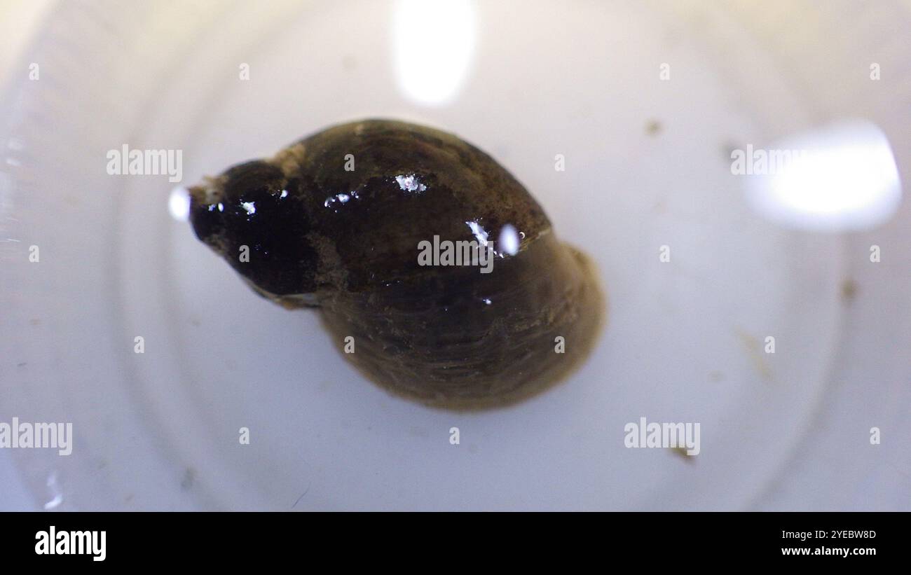 Melantho hi-res stock photography and images - Alamy