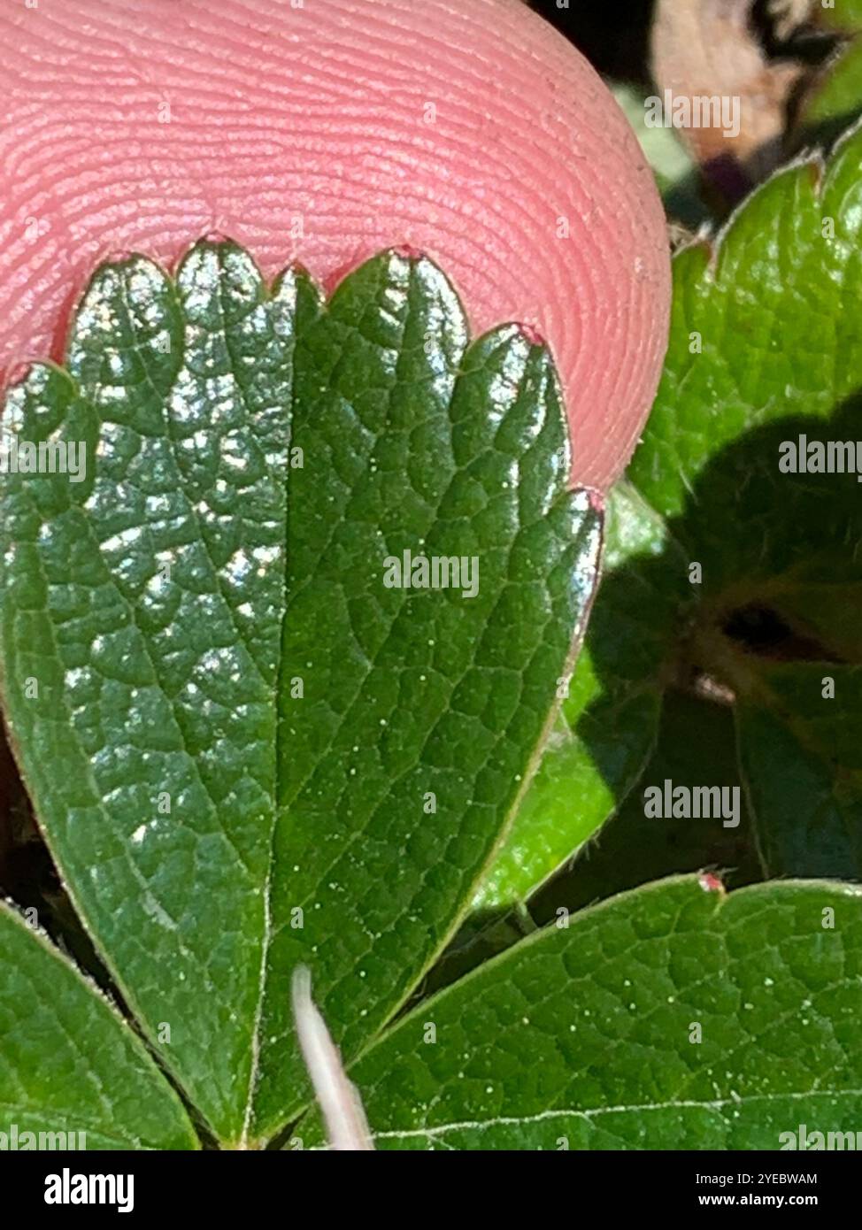 Beach strawberry fragaria chiloensis hi-res stock photography and ...