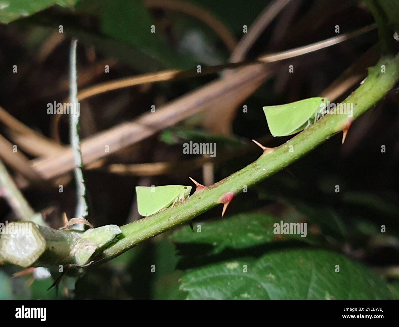 Siphanta acuta hi-res stock photography and images - Alamy