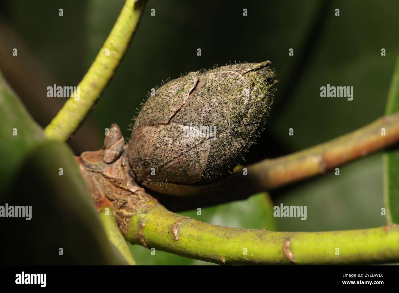 Rhododendron Blight (Seifertia azaleae Stock Photo - Alamy