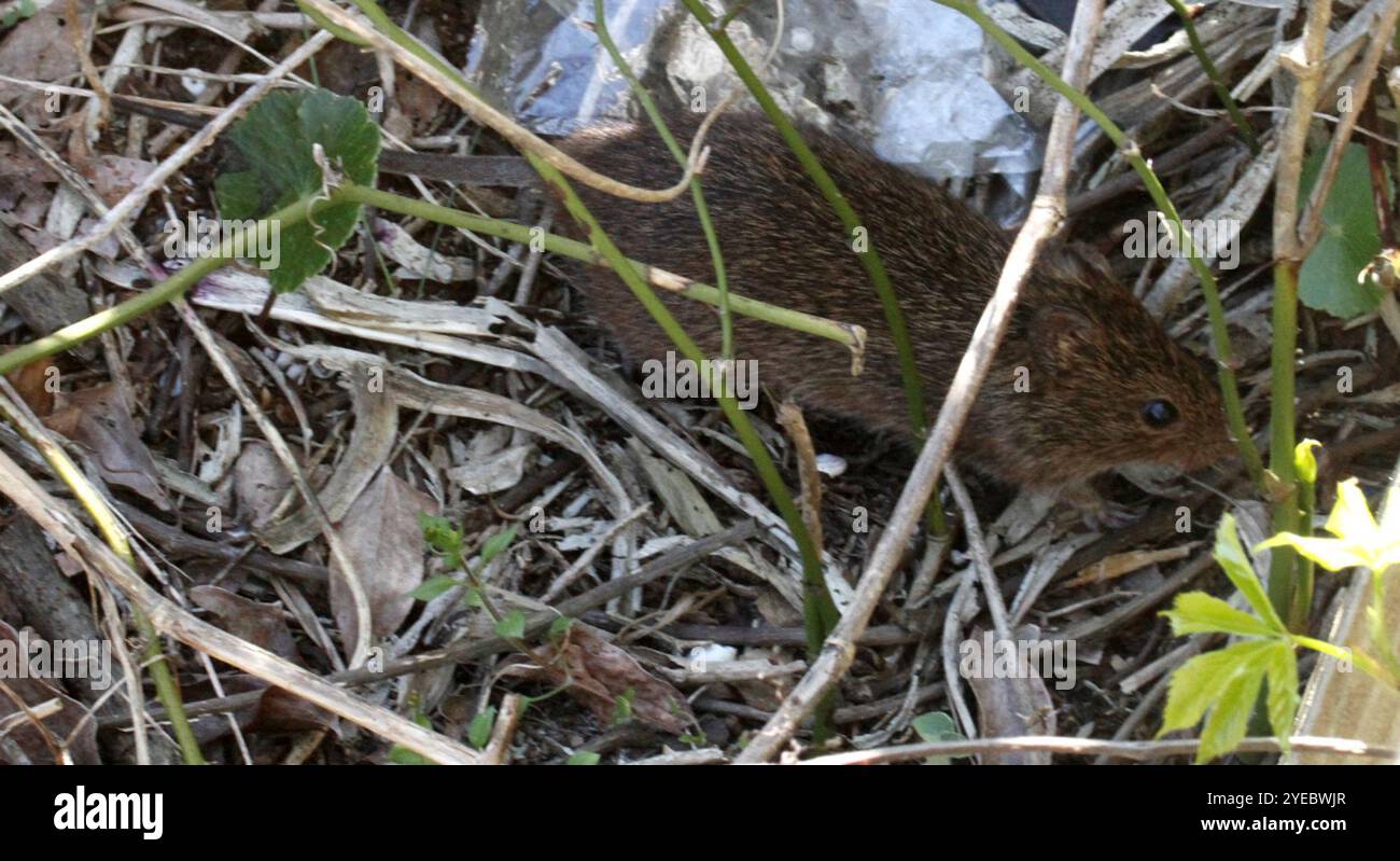 Hispid Cotton Rat (Sigmodon hispidus Stock Photo - Alamy