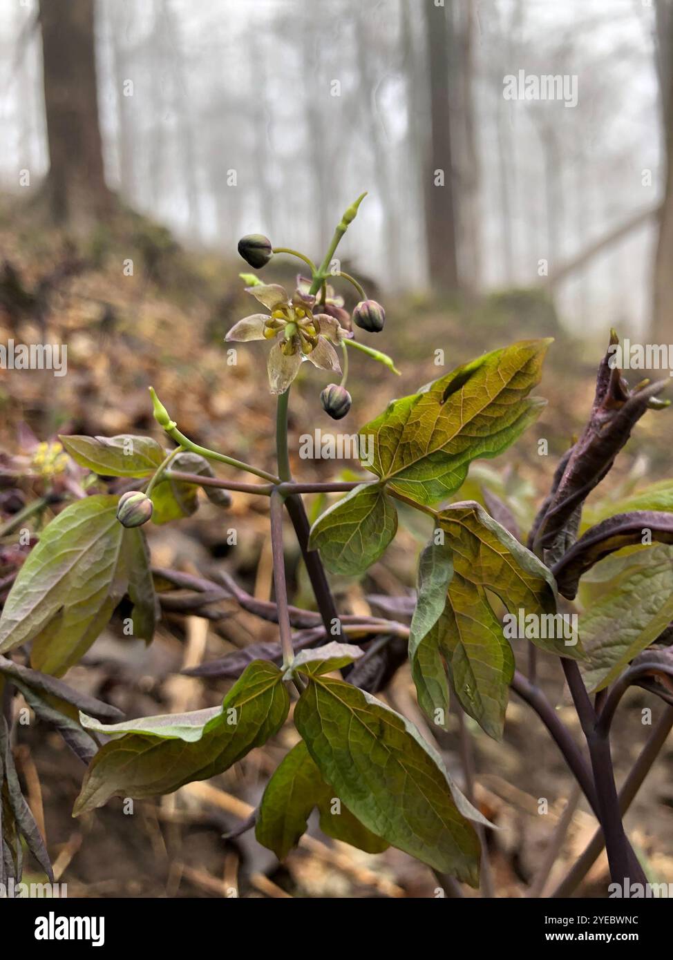 early blue cohosh (Caulophyllum giganteum Stock Photo - Alamy