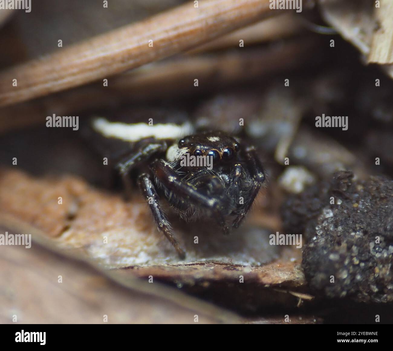 Bronze Jumping Spider (Eris militaris Stock Photo - Alamy