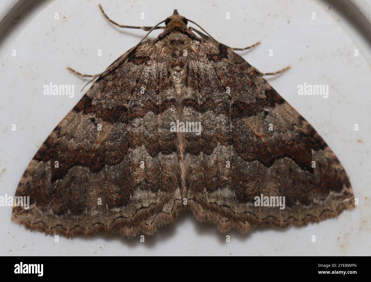 Tissue Moth (Triphosa haesitata Stock Photo - Alamy