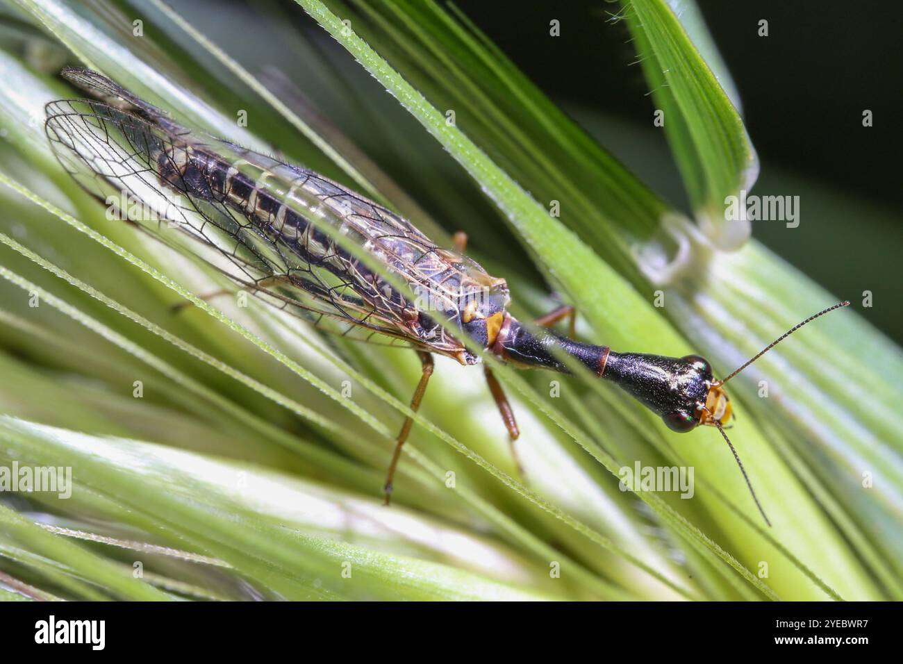Raphidiid Snakeflies (Raphidiidae Stock Photo - Alamy