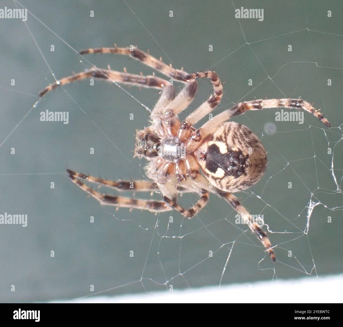 Grey Cross Spider (Larinioides sclopetarius Stock Photo - Alamy