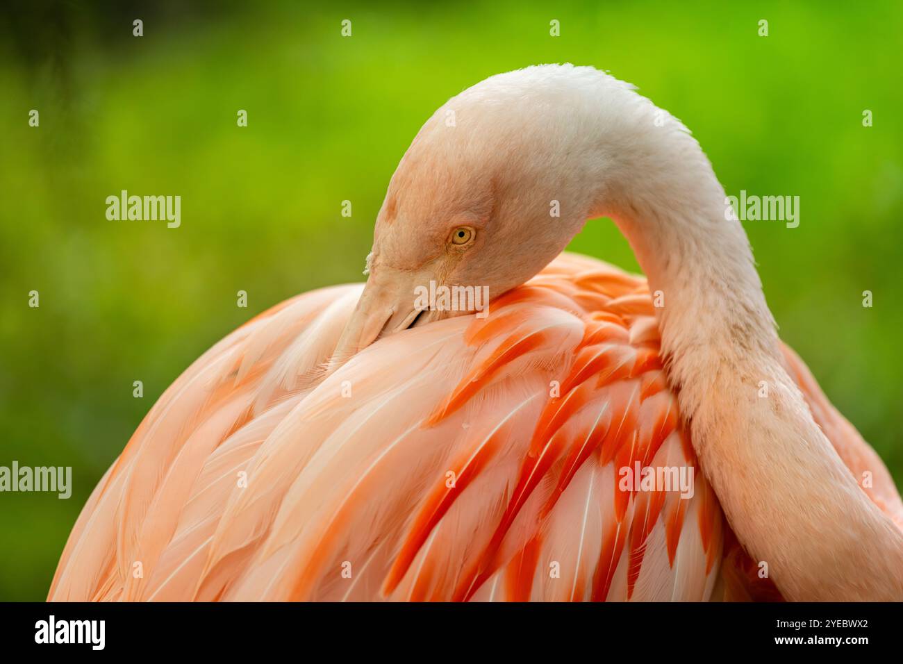 Portrait of adult Caribbean Falmingo on the green backgorund Stock ...