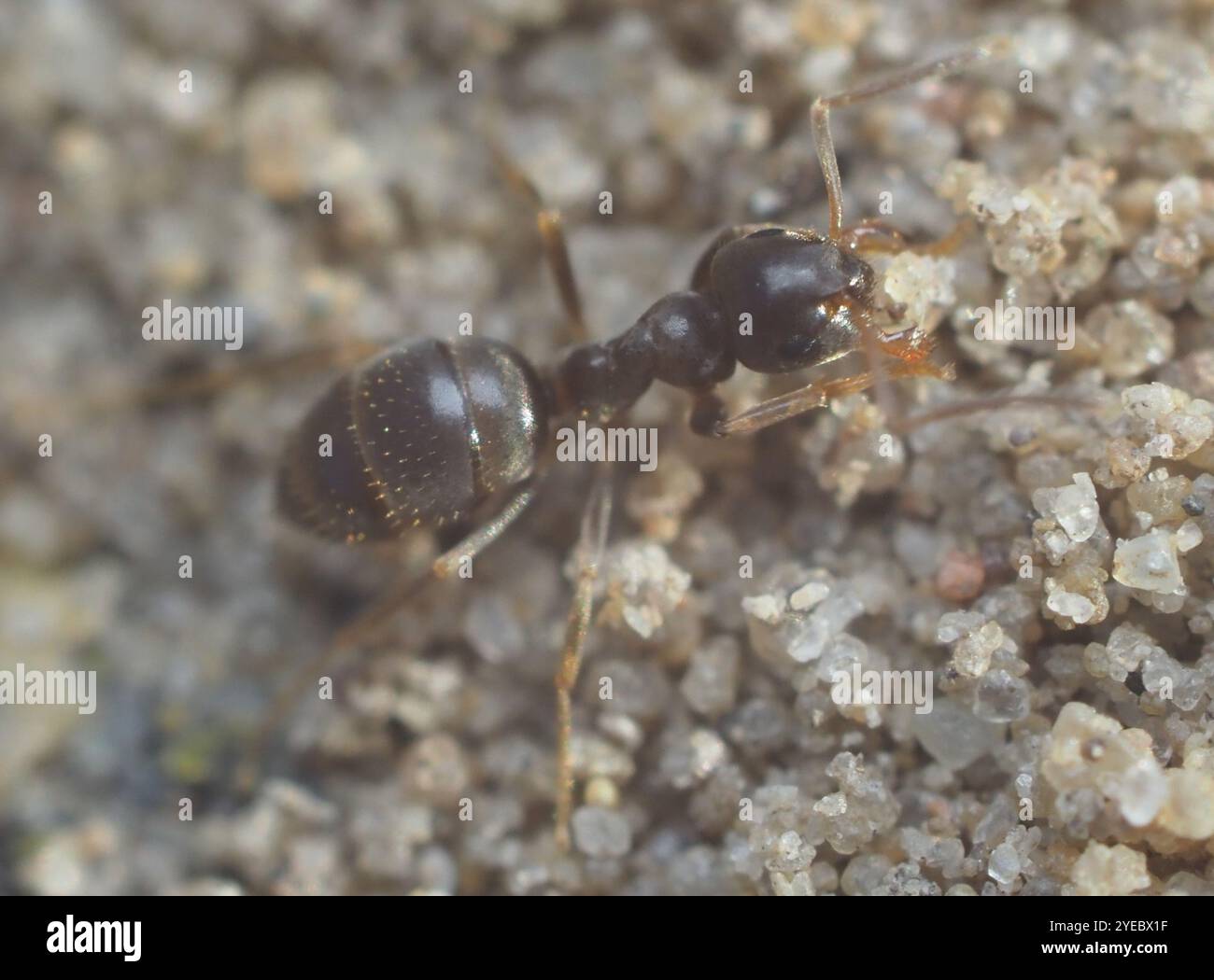 Woodland Fuzzy Ant (Lasius americanus Stock Photo - Alamy