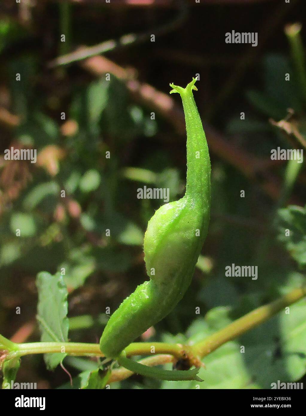 Wild Jute (Corchorus tridens Stock Photo - Alamy