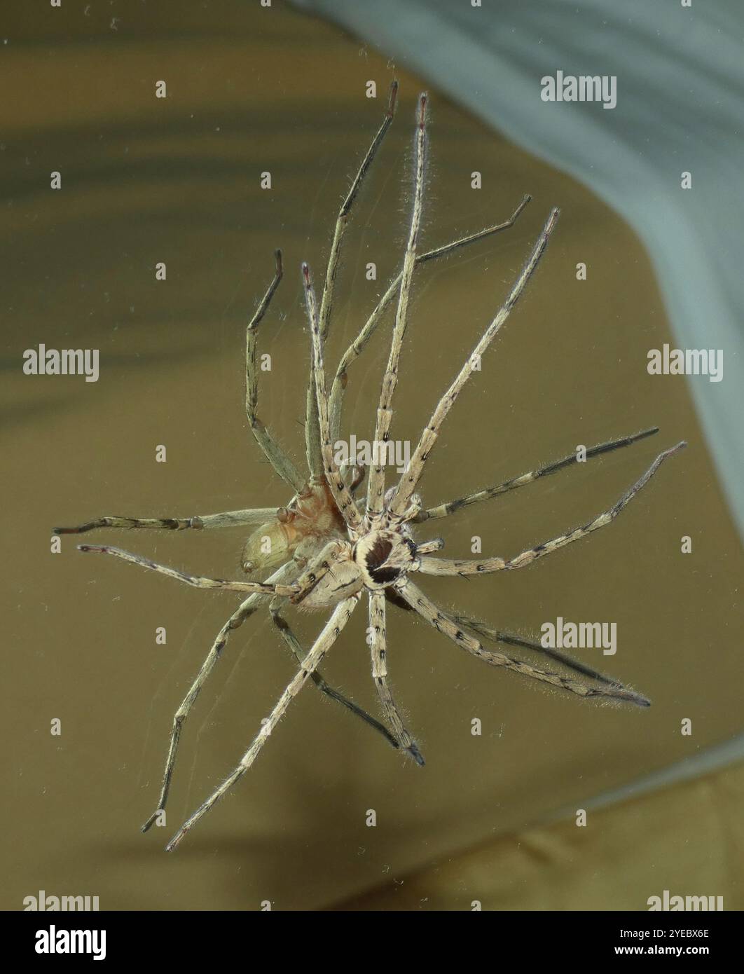 Pantropical Huntsman Spider (Heteropoda venatoria Stock Photo - Alamy