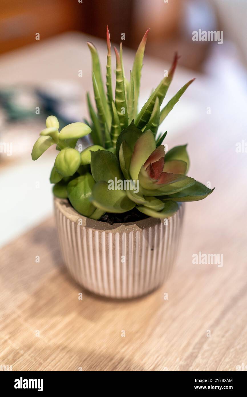 Natural Serenity: The Charm of Indoor Plants Stock Photo - Alamy