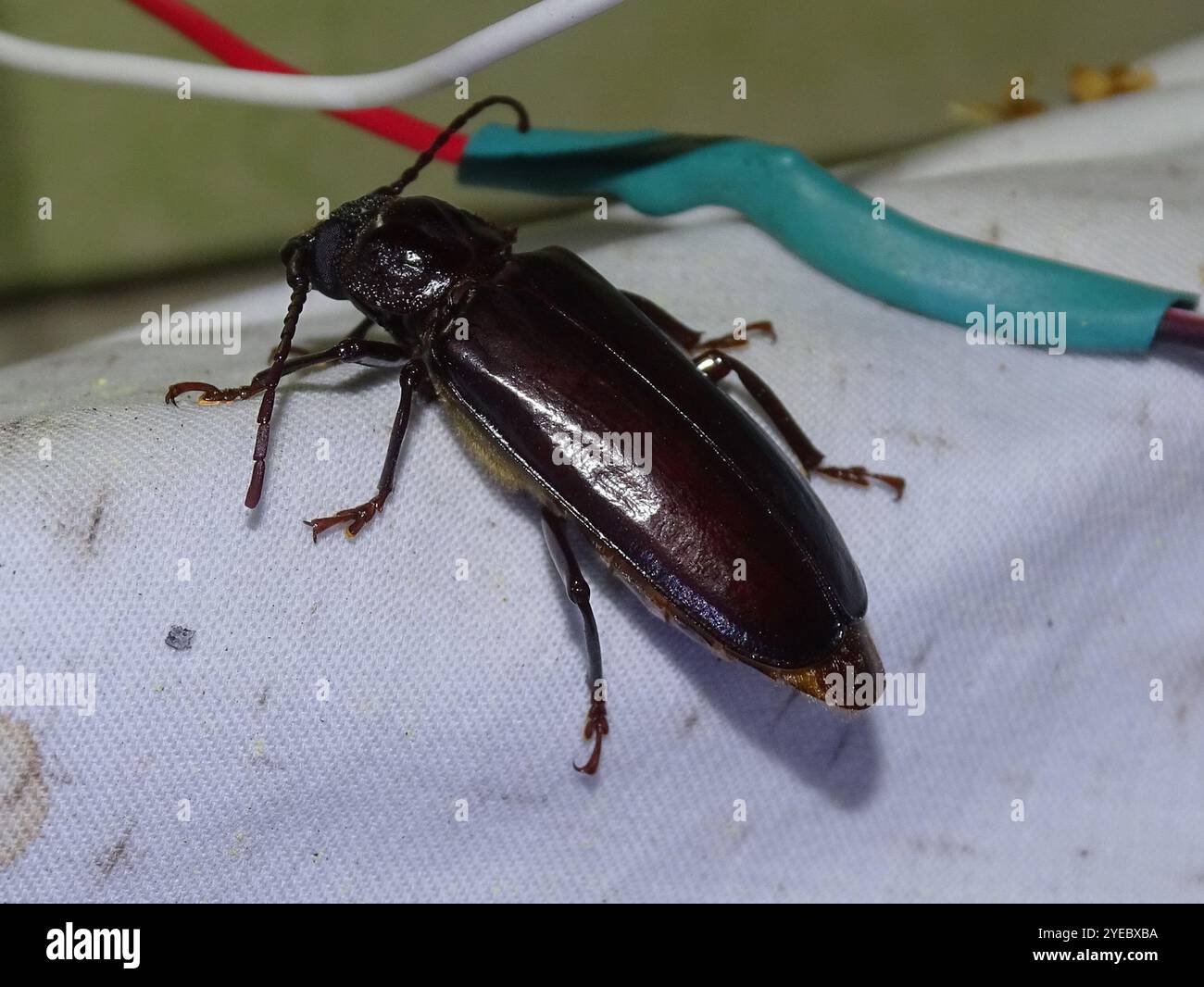 Hardwood Stump Borer (Mallodon dasystomus Stock Photo - Alamy