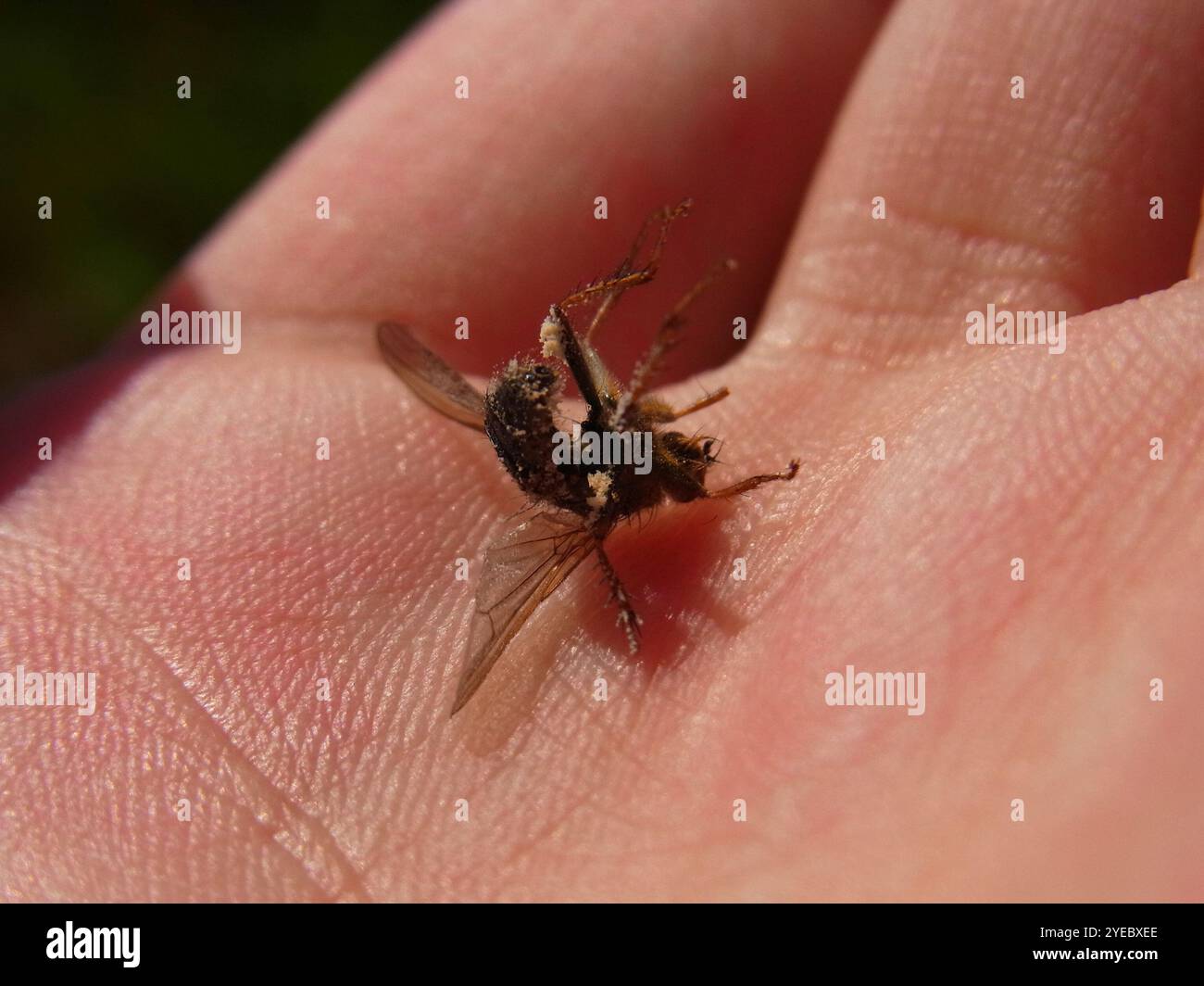 Entomophthorales hi-res stock photography and images - Alamy