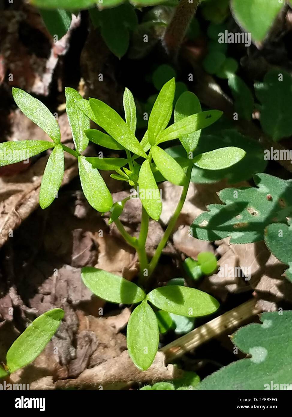 Proserpinacoides hi-res stock photography and images - Alamy