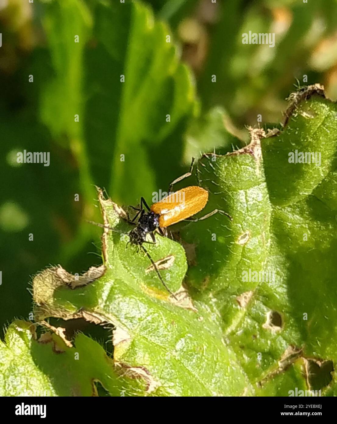Water, Rove, Scarab, Long-horned, Leaf, and Snout Beetles (Polyphaga ...