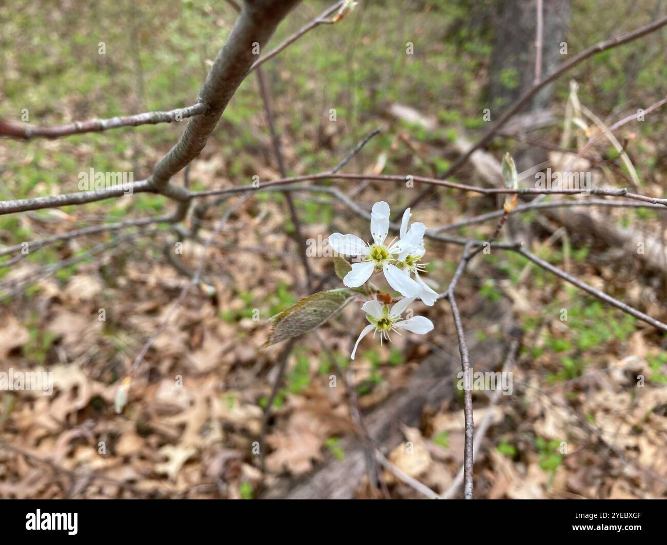 common serviceberry (Amelanchier arborea Stock Photo - Alamy