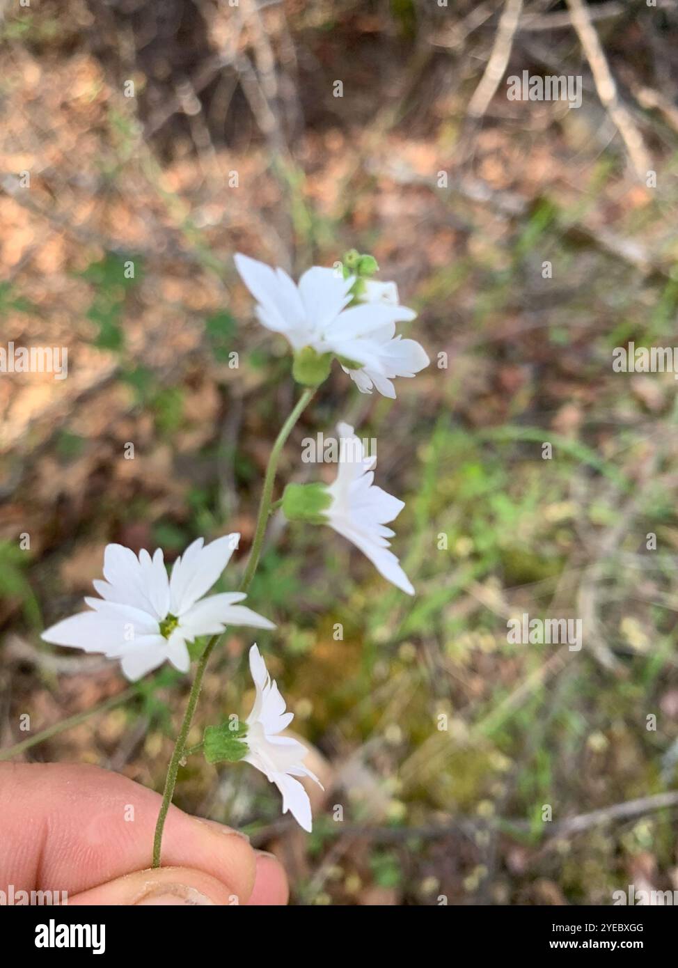 hillside woodland star (Lithophragma heterophyllum Stock Photo - Alamy