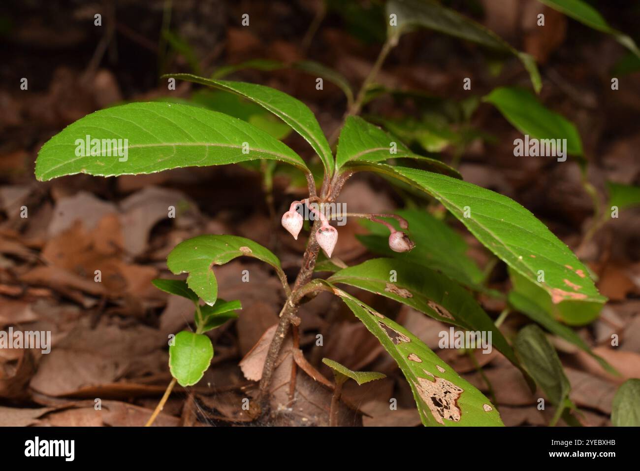 Cleyera japonica hi-res stock photography and images - Alamy