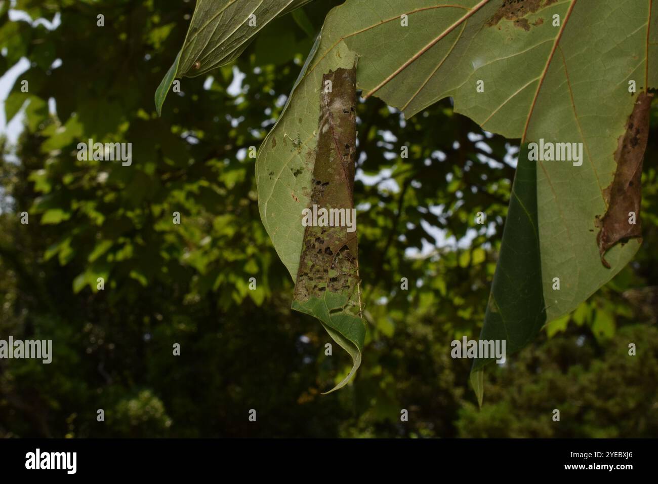 Cotton Leaf Roller (Haritalodes derogata Stock Photo - Alamy