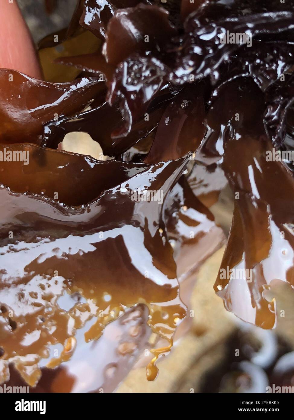 Iridescent Algae (Mazzaella Stock Photo - Alamy