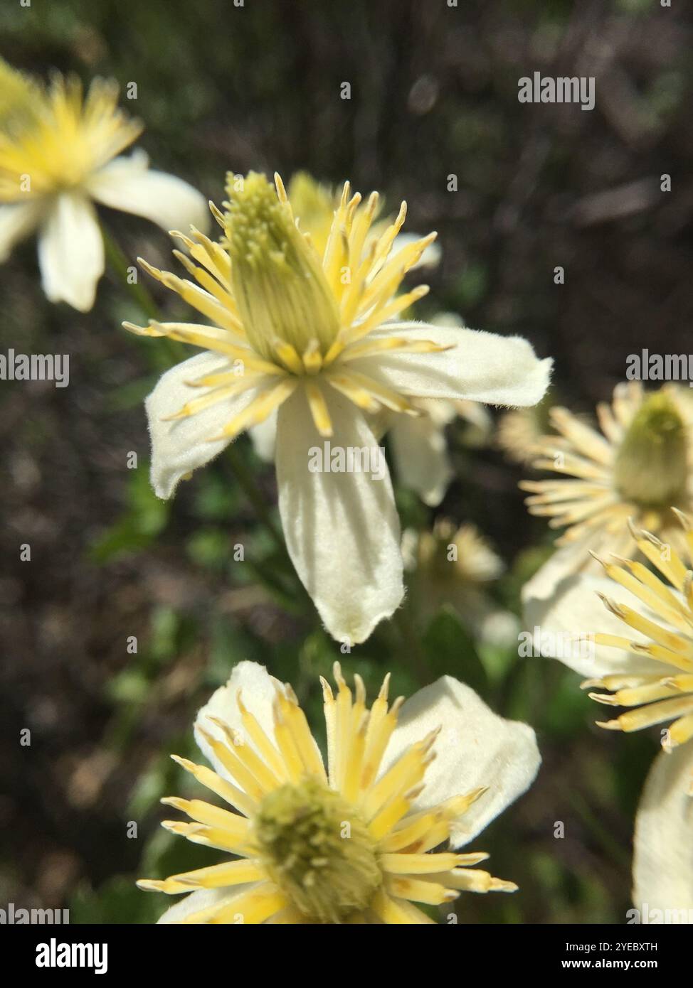 Pipestem Clematis (Clematis lasiantha Stock Photo - Alamy