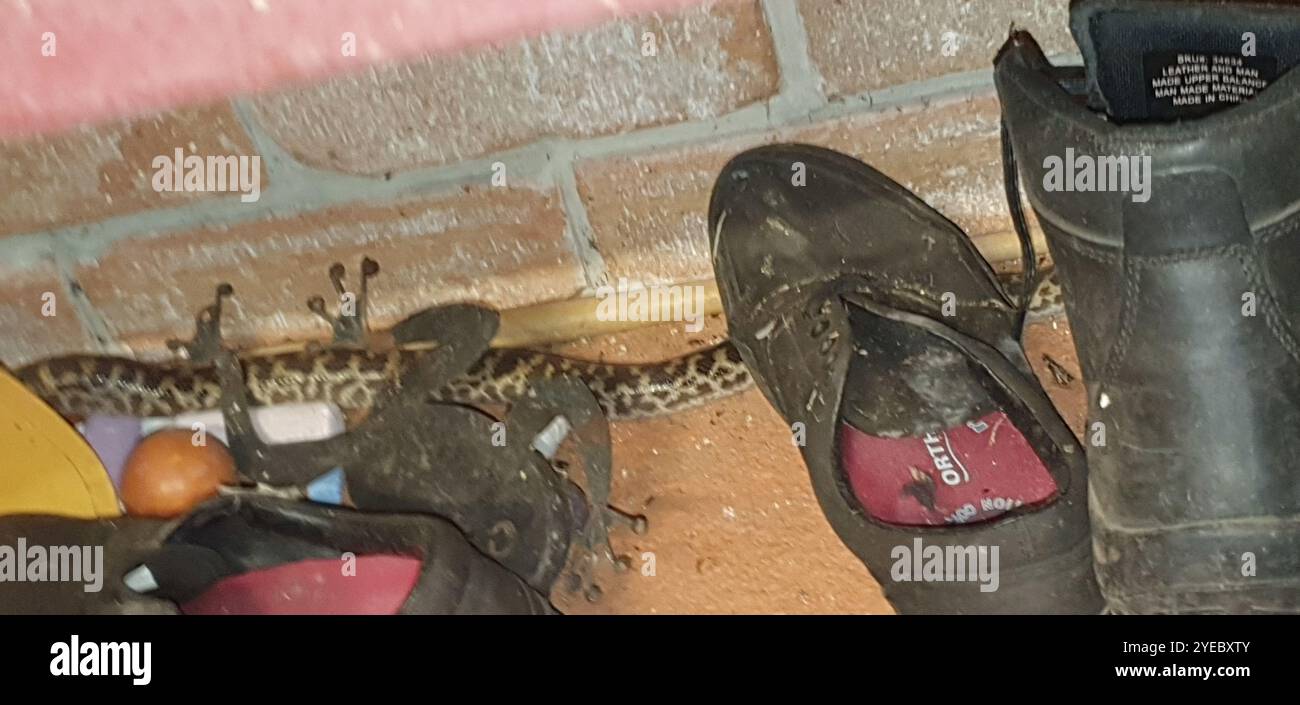 Antaresia hi-res stock photography and images - Alamy