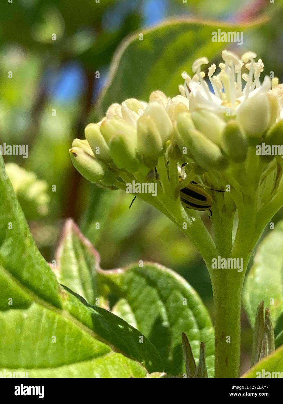 Striped Cucumber Beetle (Acalymma vittatum Stock Photo - Alamy