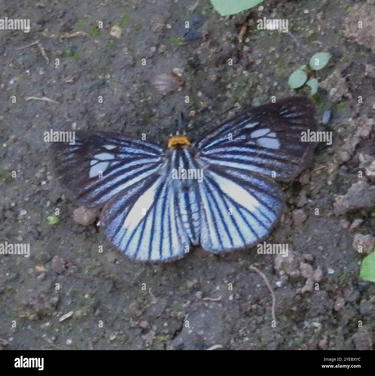 Pythonides hi-res stock photography and images - Alamy