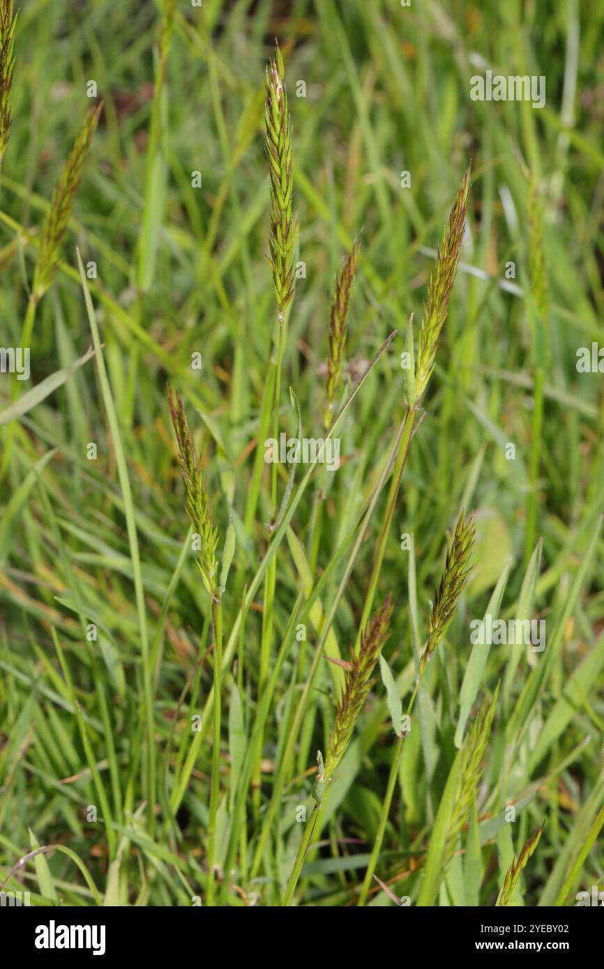 sweet vernal grass (Anthoxanthum odoratum Stock Photo - Alamy