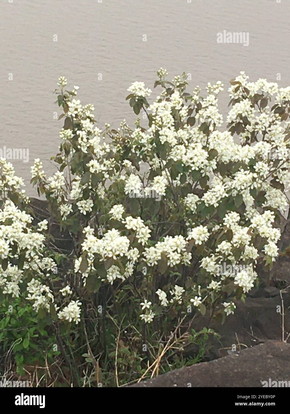 Nantucket Shadbush (Amelanchier nantucketensis Stock Photo - Alamy