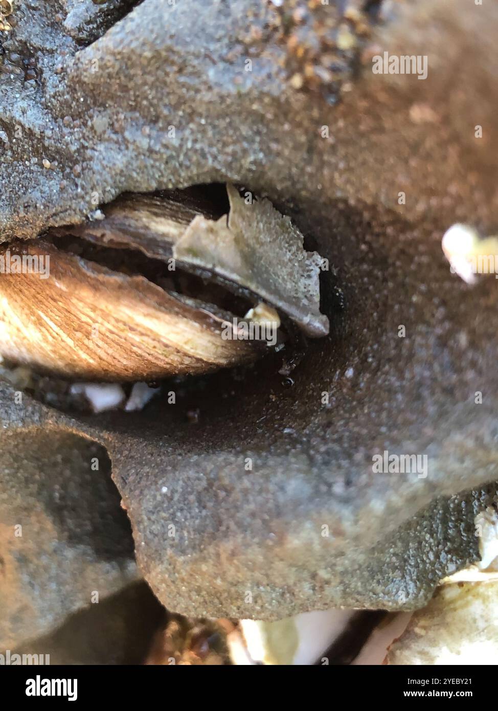 Flat-tip Piddock (Penitella penita Stock Photo - Alamy