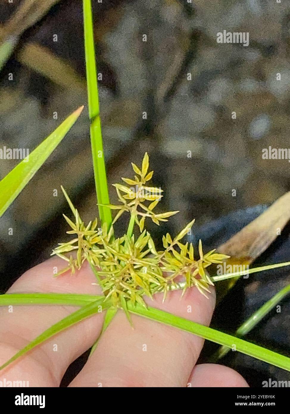 Bunchy flat-sedge (Cyperus polystachyos Stock Photo - Alamy