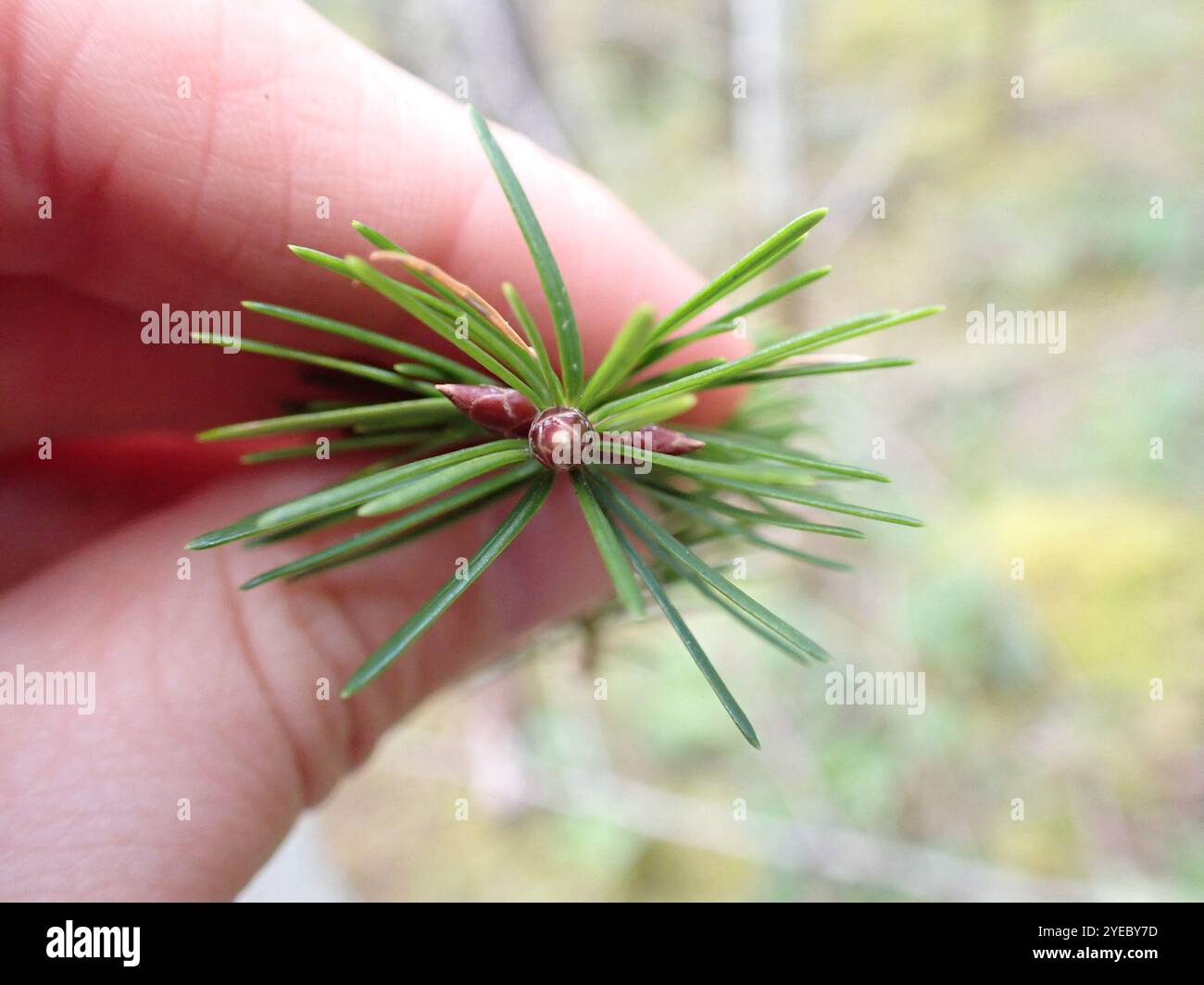 common Douglas-fir (Pseudotsuga menziesii Stock Photo - Alamy