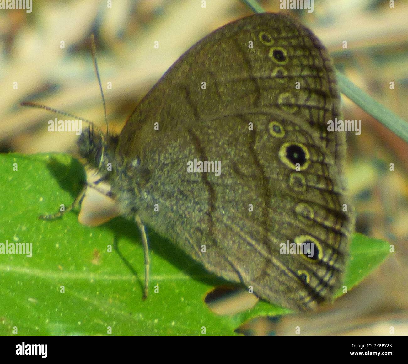 Carolina Satyr (Hermeuptychia sosybius Stock Photo - Alamy