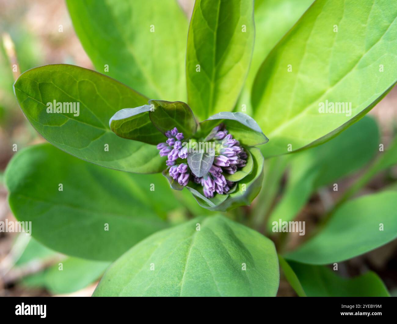 Virginia bluebells (Mertensia virginica Stock Photo - Alamy