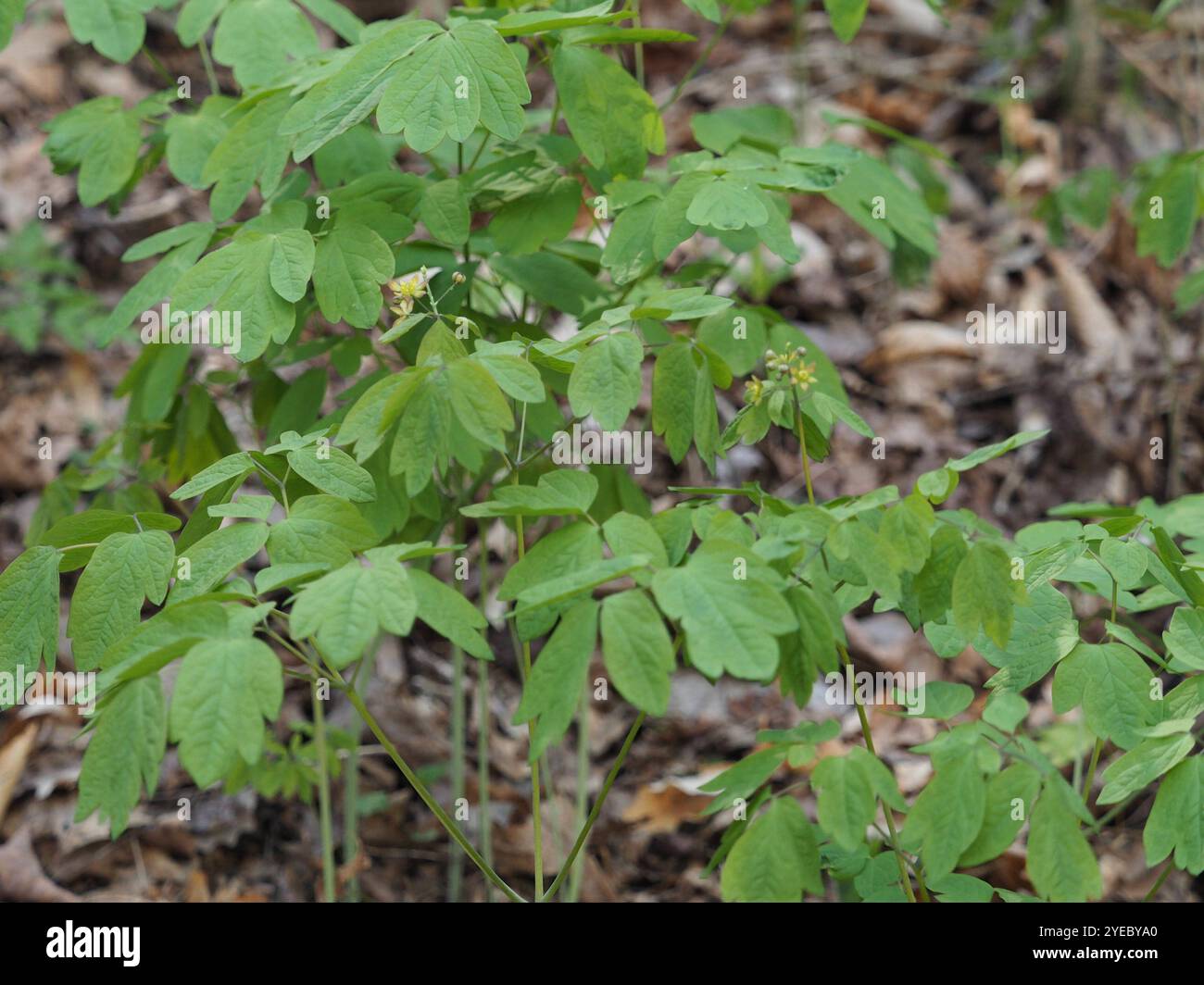 blue cohosh (Caulophyllum thalictroides Stock Photo - Alamy