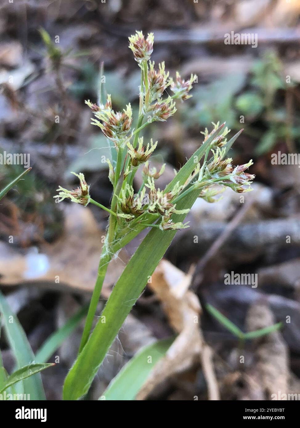 Hedgehog Woodrush (Luzula echinata Stock Photo - Alamy